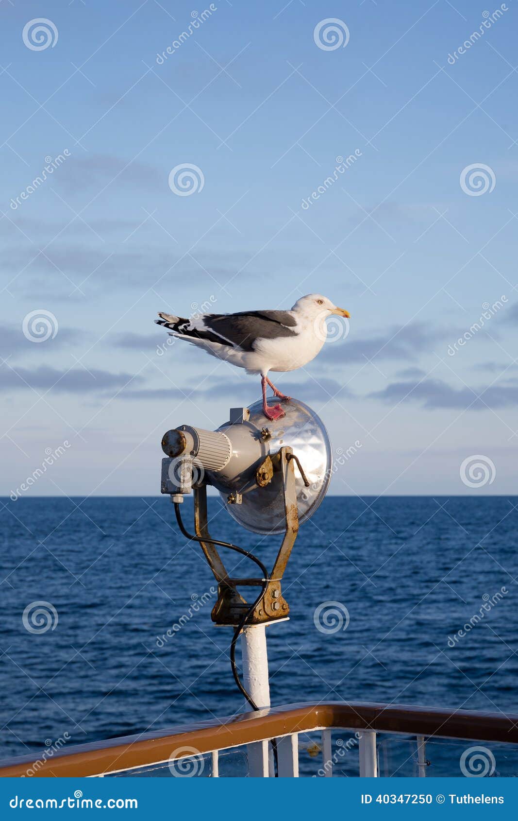 Seagull stock photo. Image of life, nature, fauna, beach - 40347250