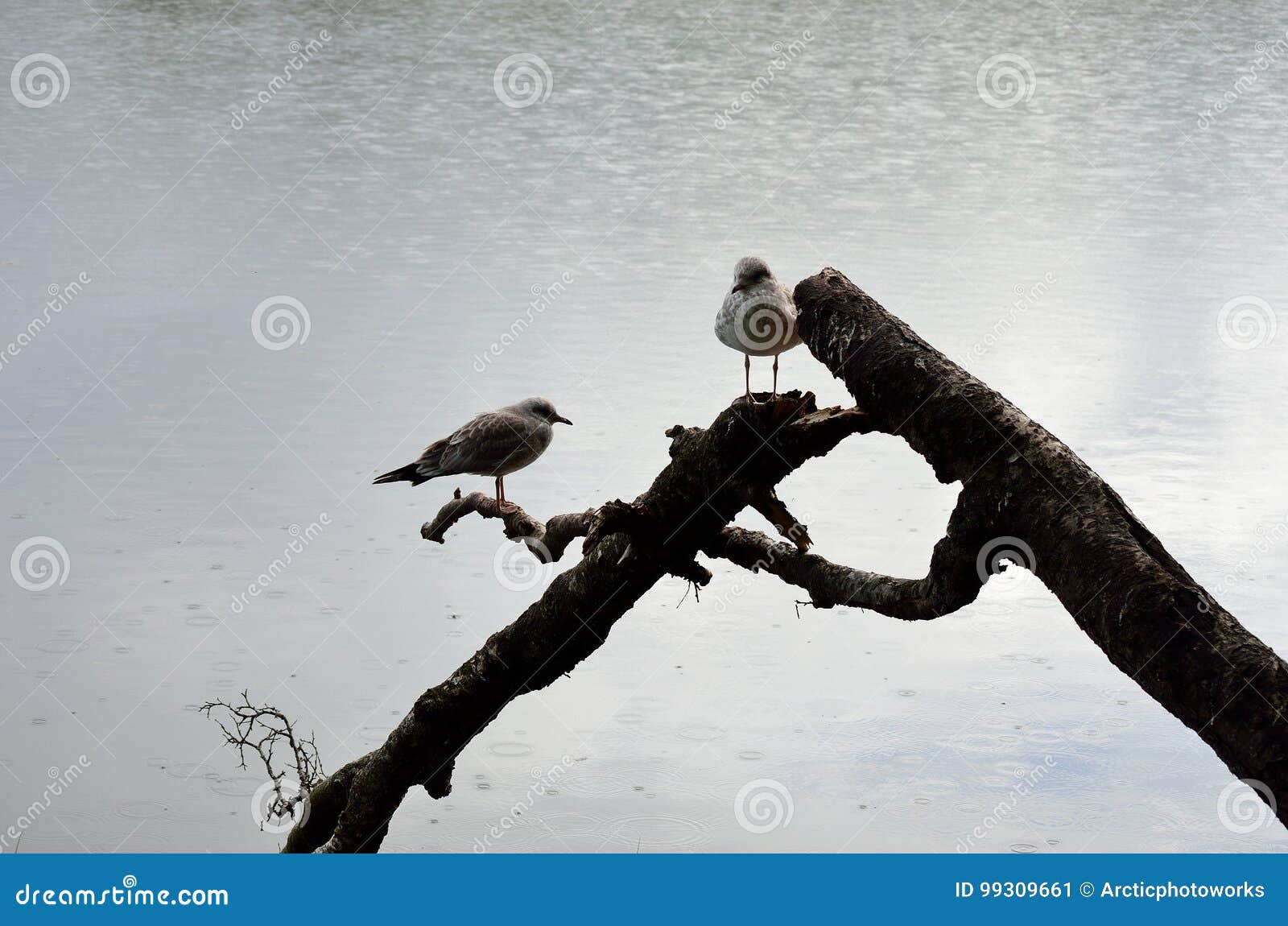 Seagull standing on log stock image. Image of nature - 99309661