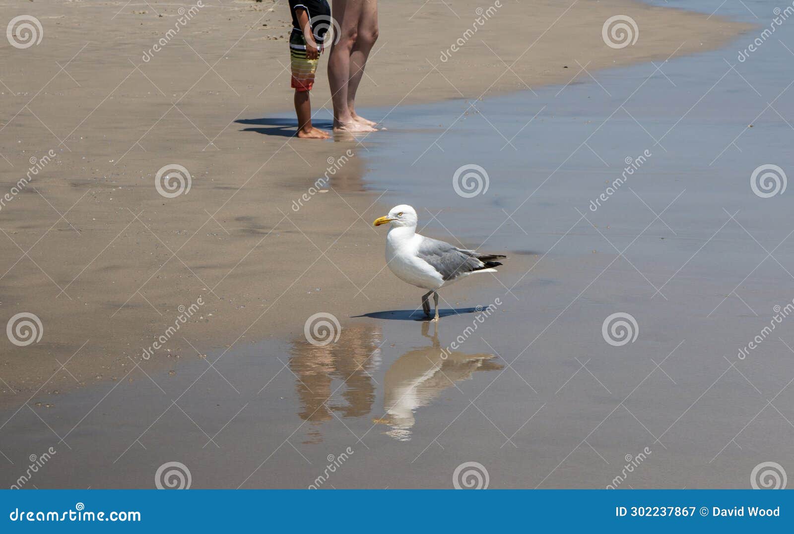 Seagull Standing Next To a Person on the Beach Reflecting in the Water ...