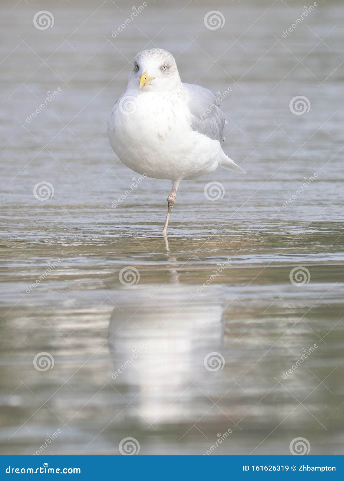 Seagull Standing on One Leg Stock Image - Image of gull, sand: 161626319