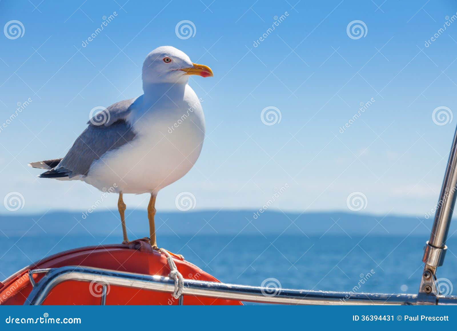 Seagull Standing on the Orange Lifebelt Stock Image - Image of ...