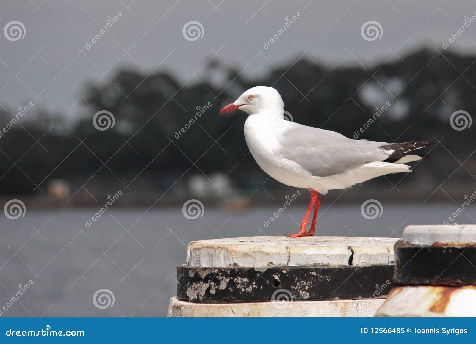 Seagull standing on a pier stock image. Image of harbor - 12566485