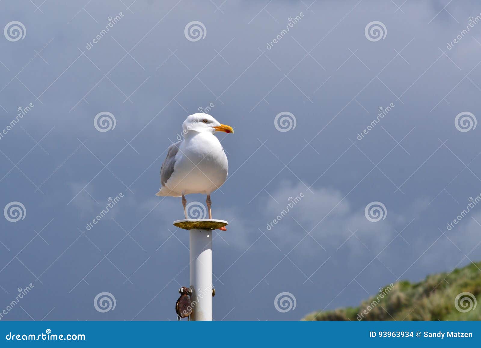 Seagull Standing On A Mooring Bollard At Quayside Royalty-Free Stock ...