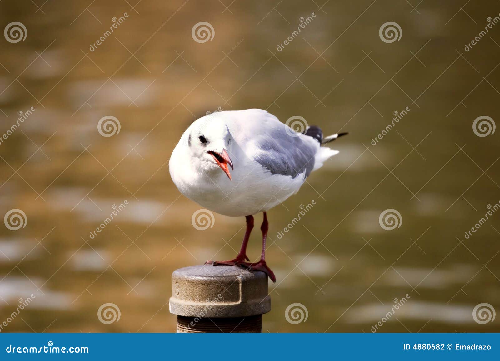 Seagull Standing on Post stock photo. Image of dock, sitting - 4880682