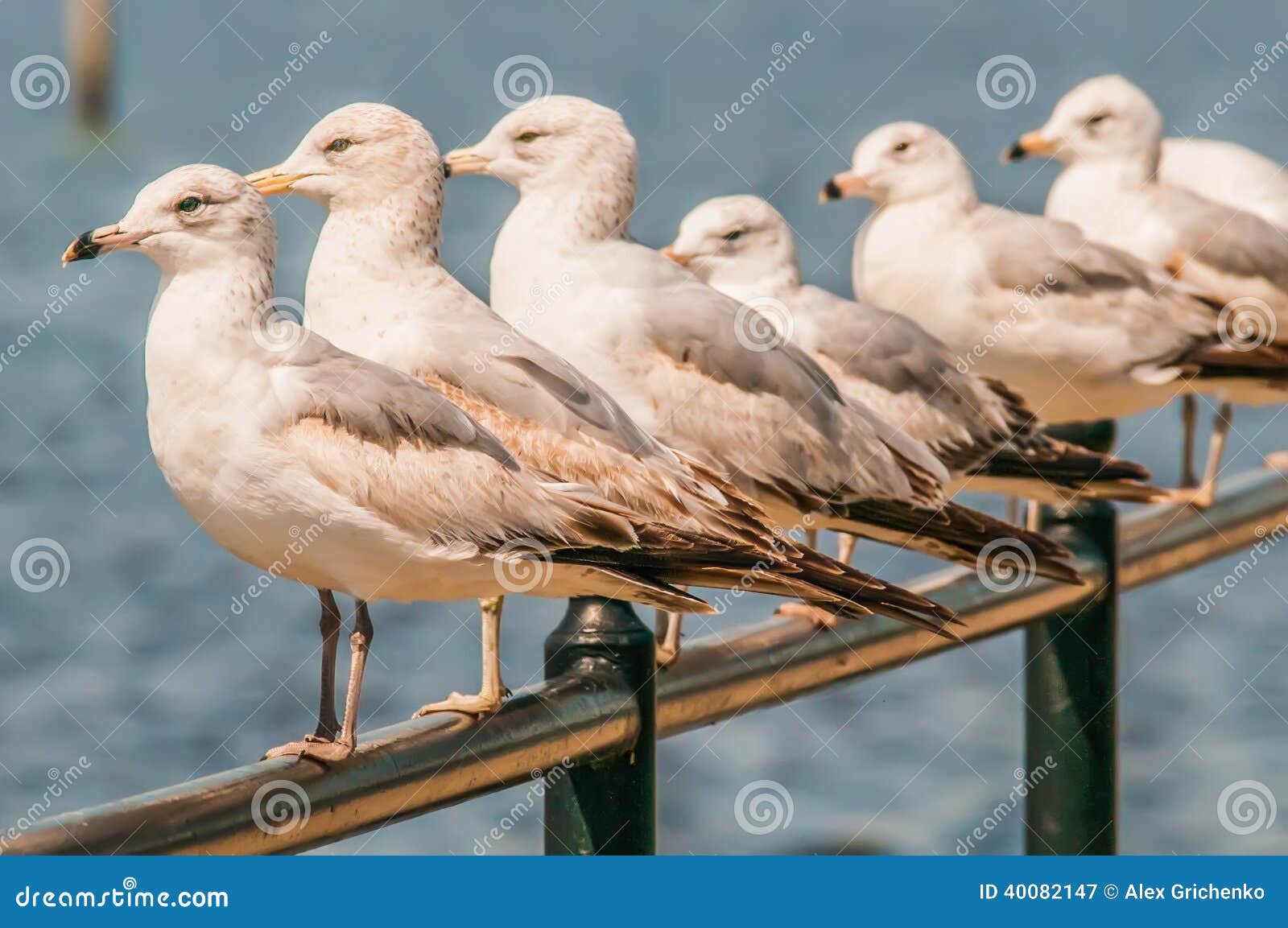 Seagull standing on rail stock image. Image of balancing - 40082147
