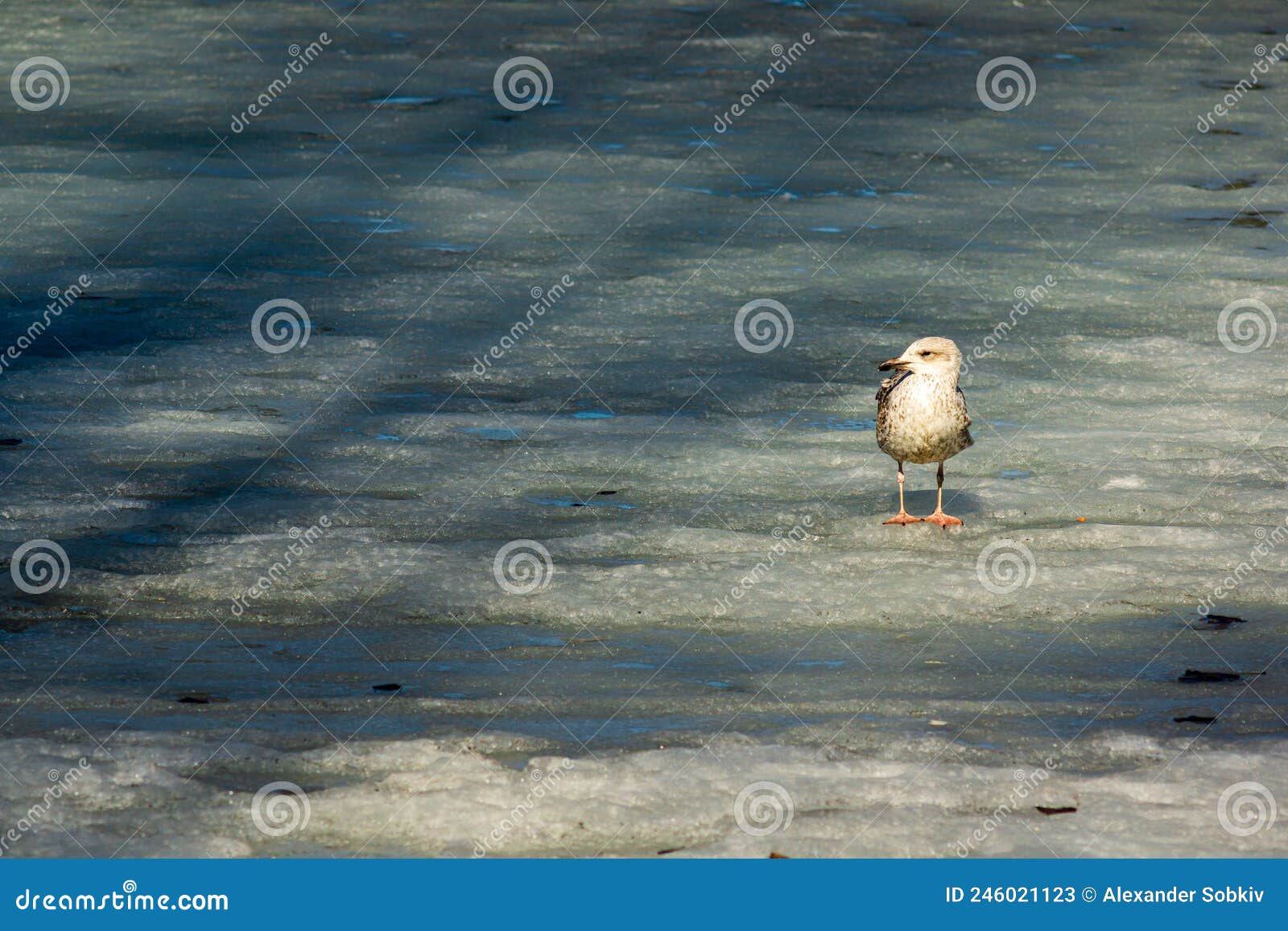 Seagull Standing on the Ice Stock Image - Image of reflection, beak ...