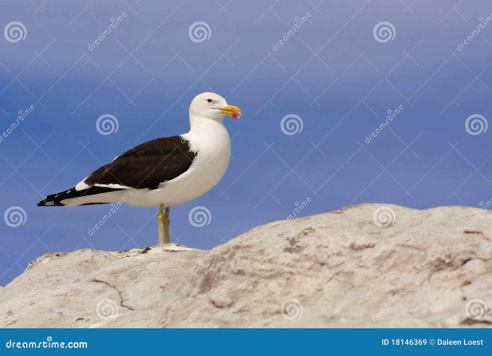 Seagull standing on rock stock image. Image of natural - 18146369