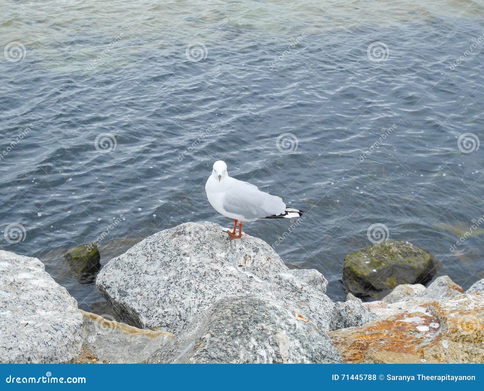 Seagull standing stock photo. Image of looking, ocean - 71445788
