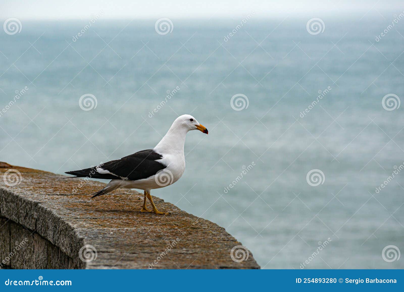 Seagull Standing on Rock Facing the Sea Stock Photo - Image of looking ...