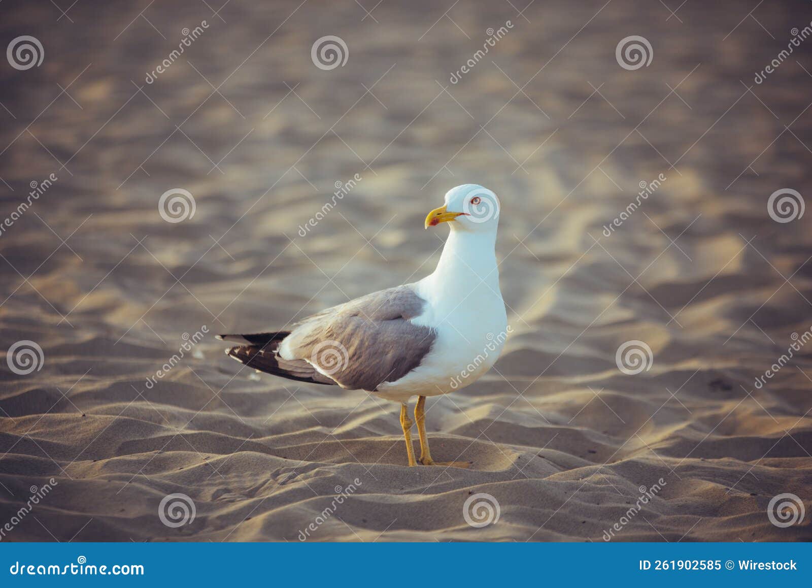 Seagull Standing on a Sandy Beach Stock Image - Image of creature ...