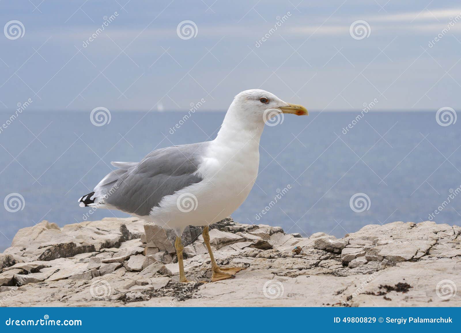 Seagull Standing on Sea Stone Stock Image - Image of wildlife, rock ...