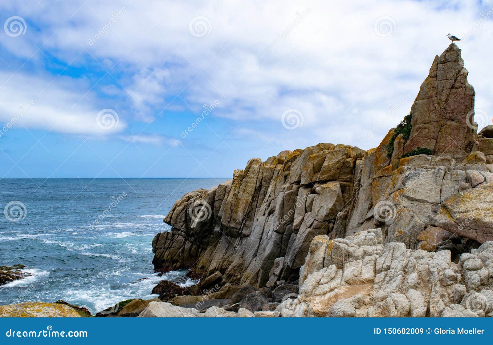 Seagull Standing Sentry stock image. Image of pacific - 150602009