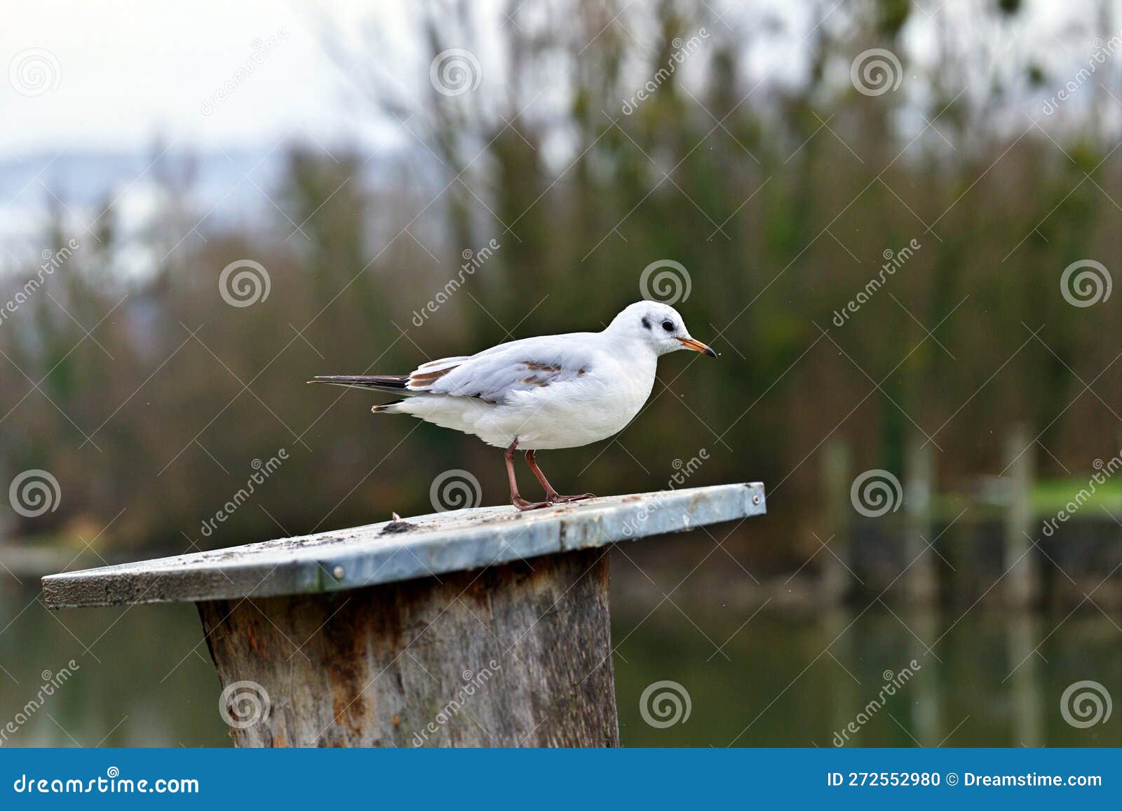 Seagull Standing on Sloping Bollard in Snowfall Stock Photo - Image of ...