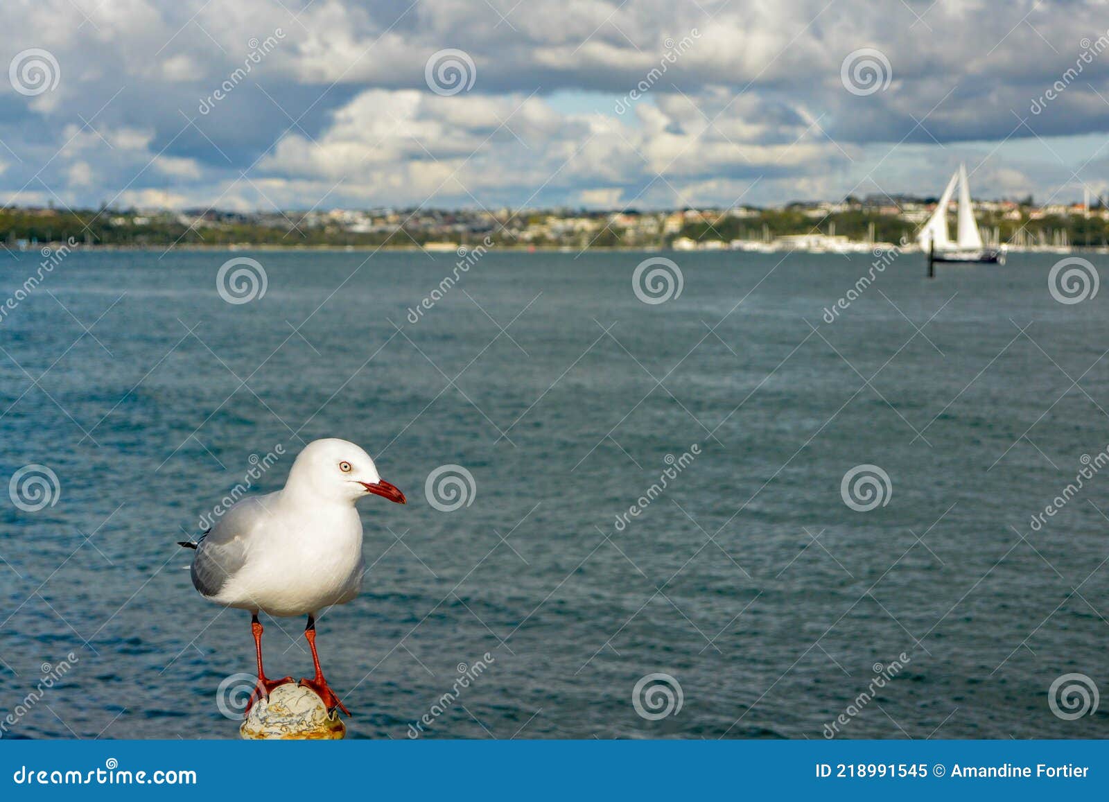 Seagull on Front of the Water with a Boat Stock Image - Image of shore ...