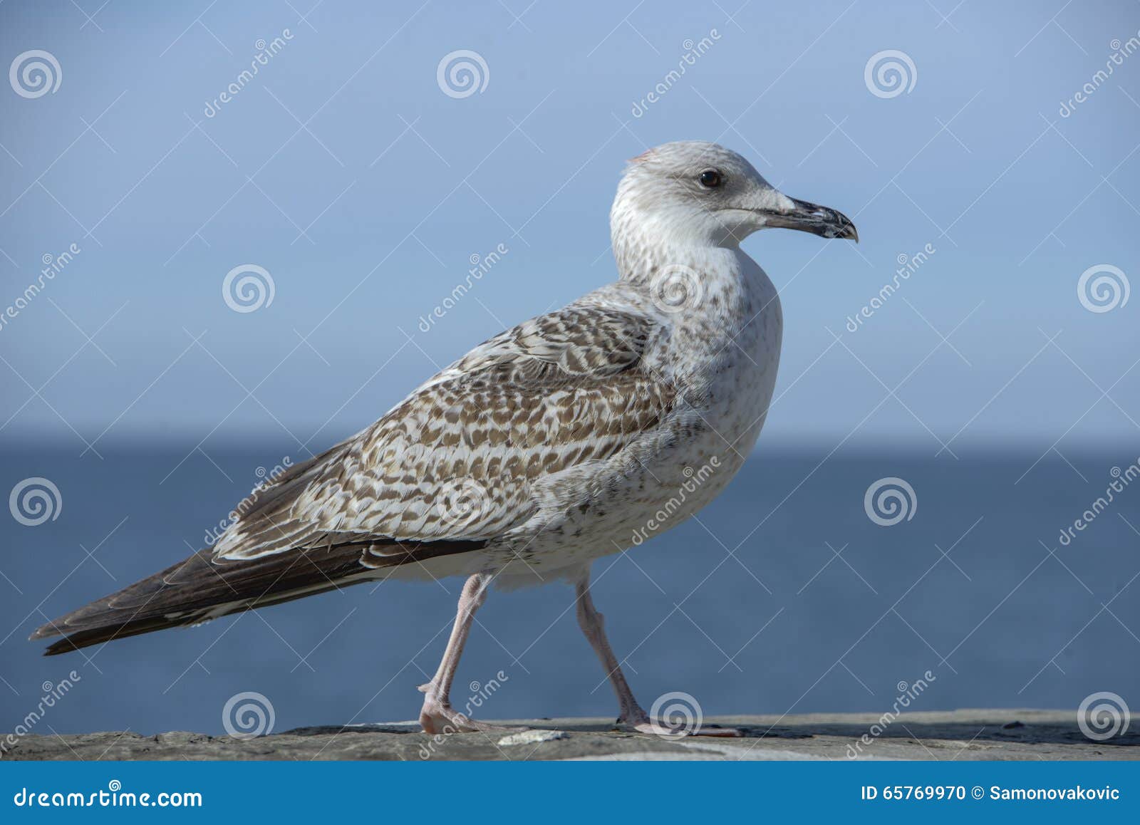 Seagull standing on a wall stock photo. Image of bird - 65769970