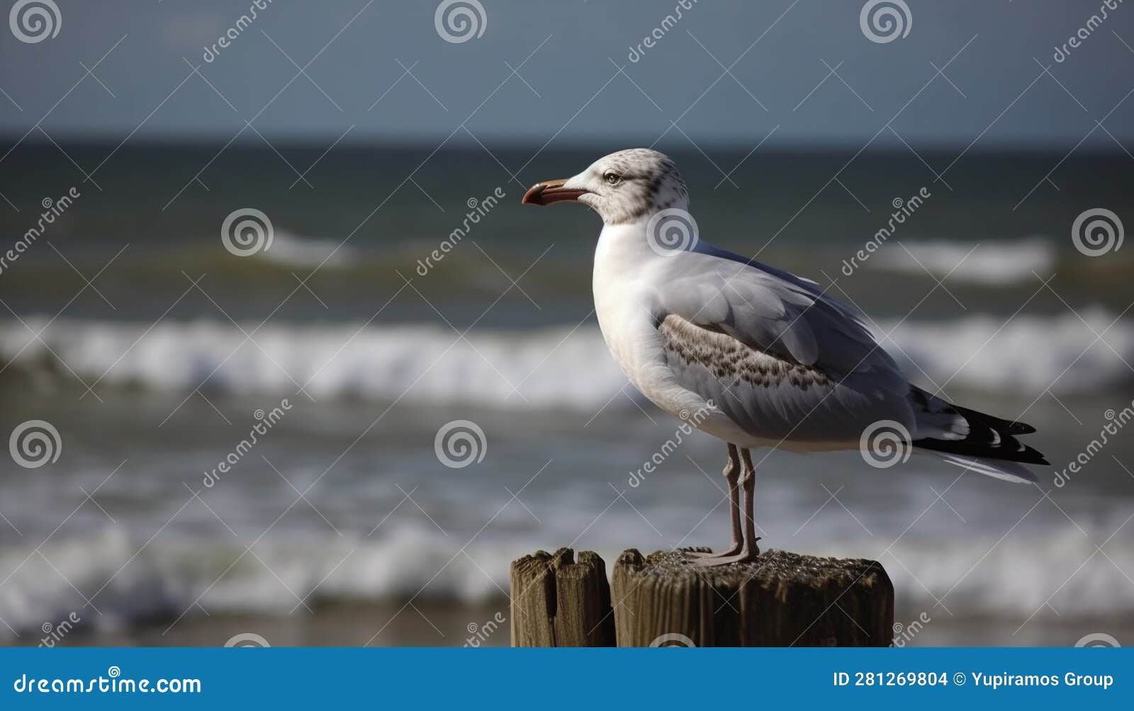 Seagull Standing on Waters Edge, Feathered Beauty in Tranquil Scene ...