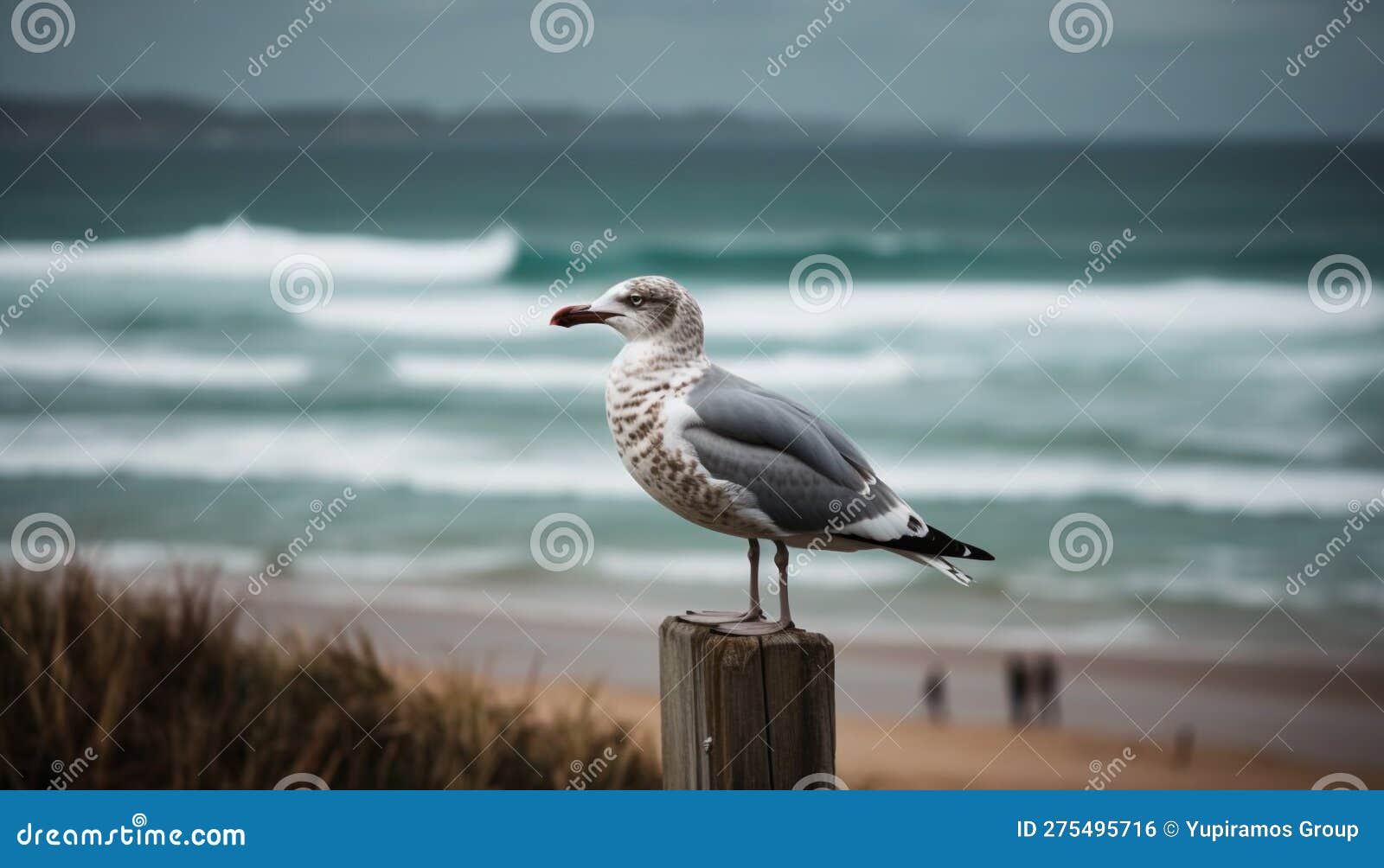 Seagull Standing Silhouette Stock Photography | CartoonDealer.com ...