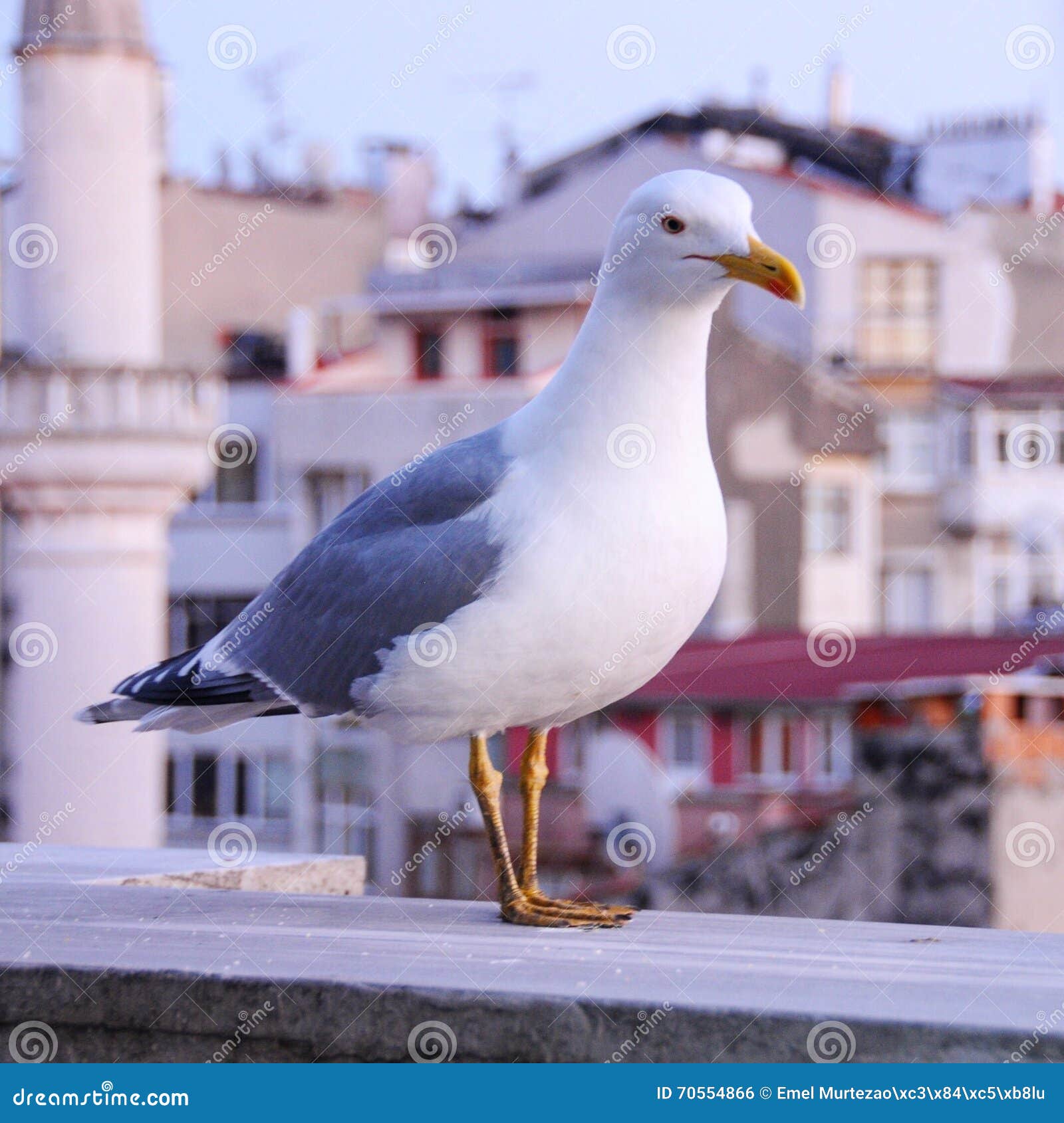 Seagull stock photo. Image of looking, camera, balcony - 70554866