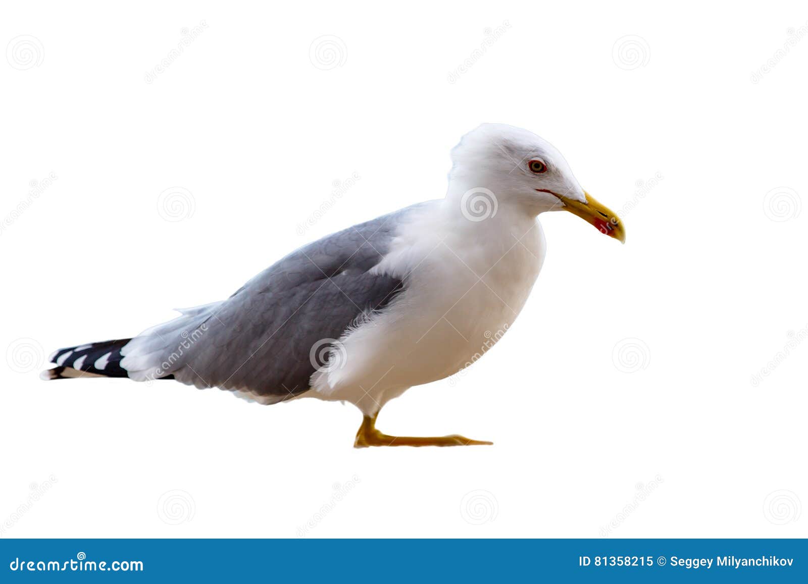 Seagull stands isolated stock image. Image of beautiful - 81358215