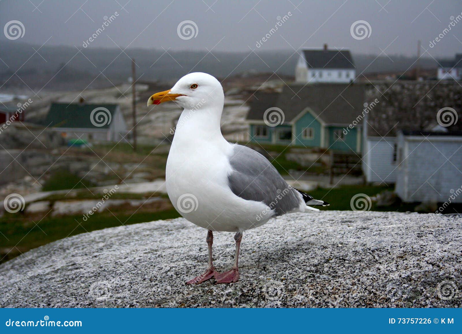 Seagull Stare stock photo. Image of grumpy, bird, stare - 73757226
