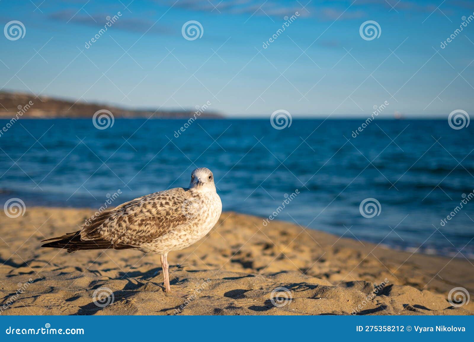 Seagull Staring at the Camera Stock Photo - Image of shoreline, morning ...
