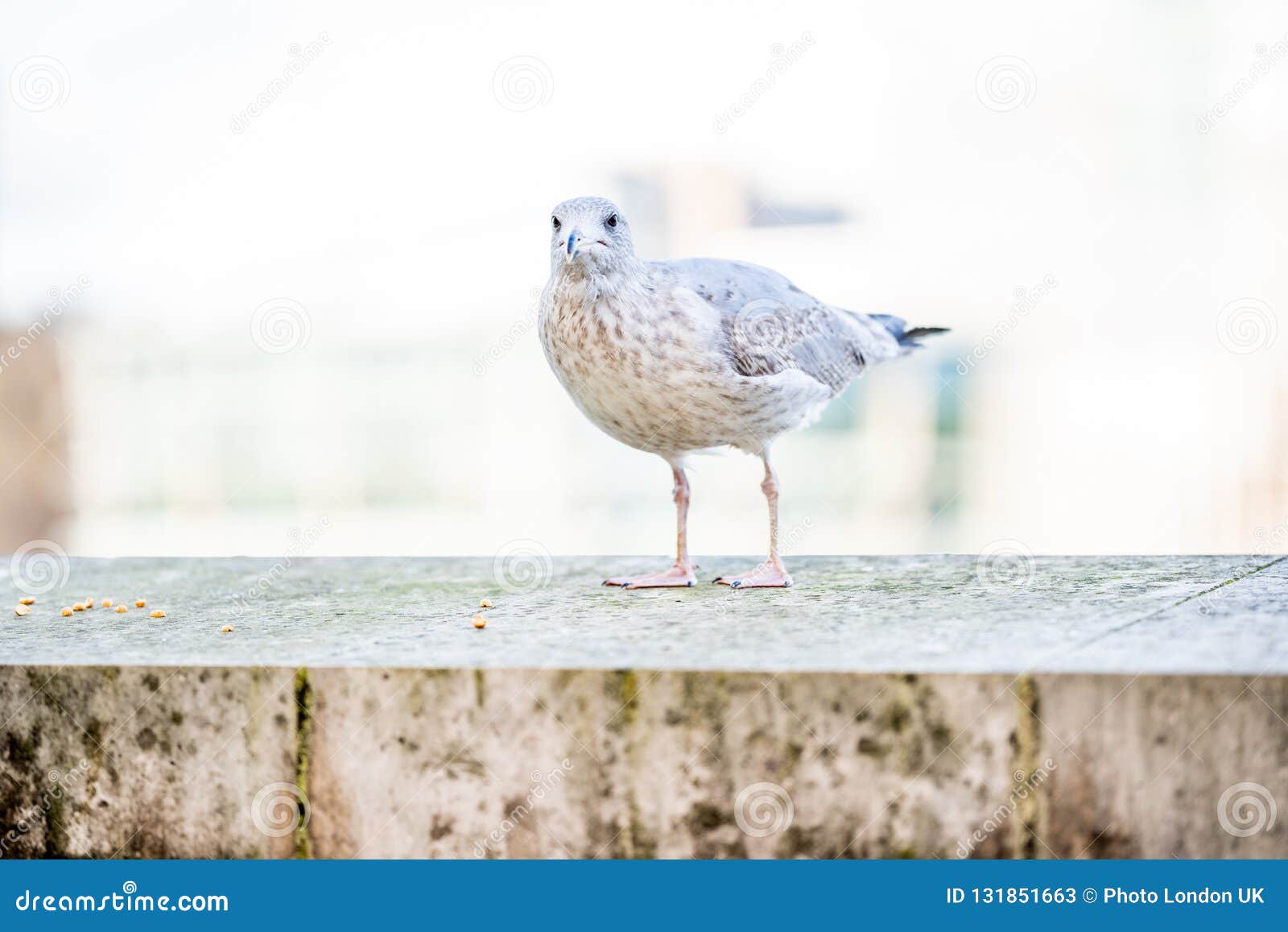 Seagull Staring Camera Stock Photos - Download 73 Royalty Free Photos