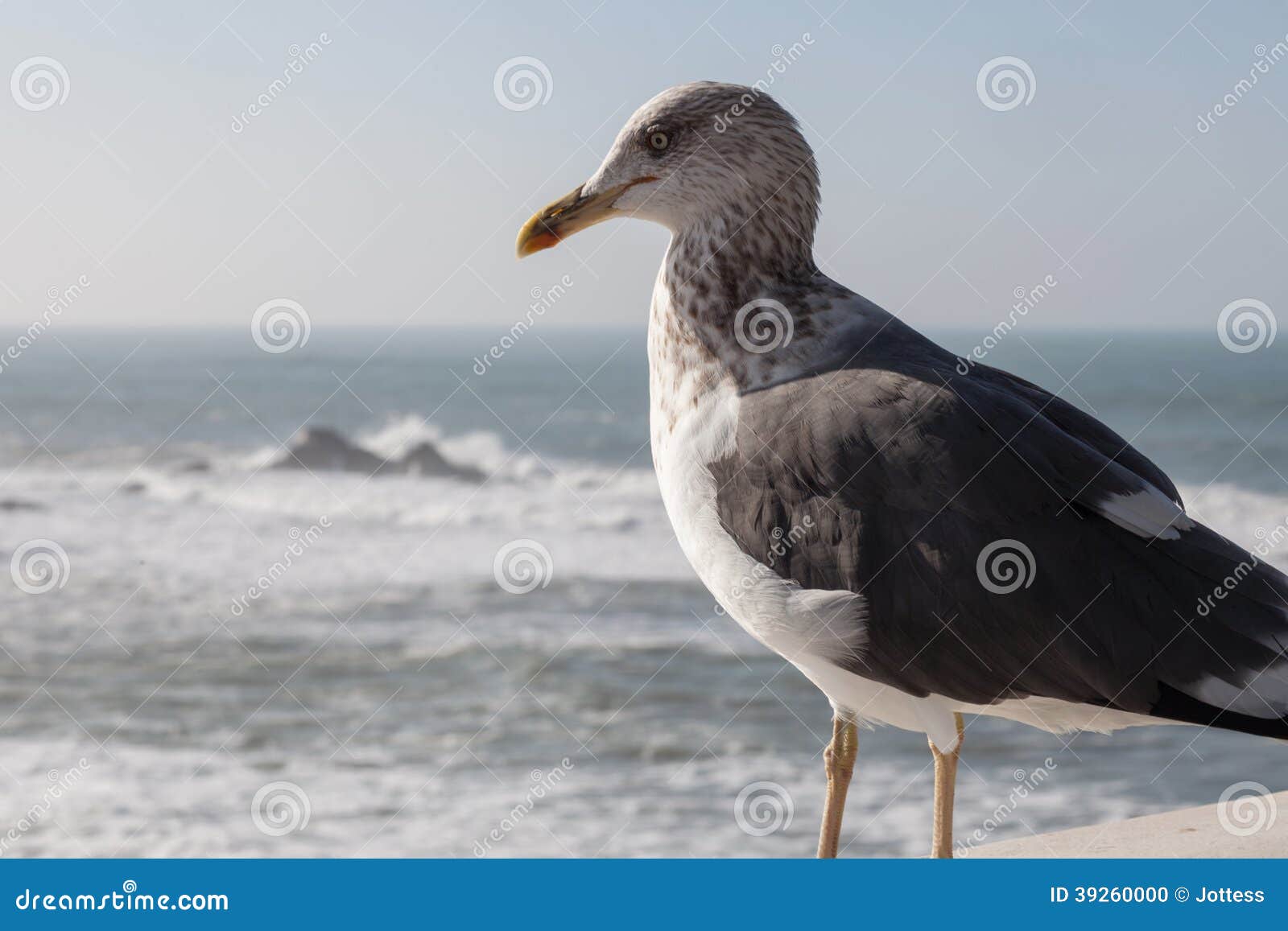 Seagull staring at the sea stock photo. Image of water - 39260000