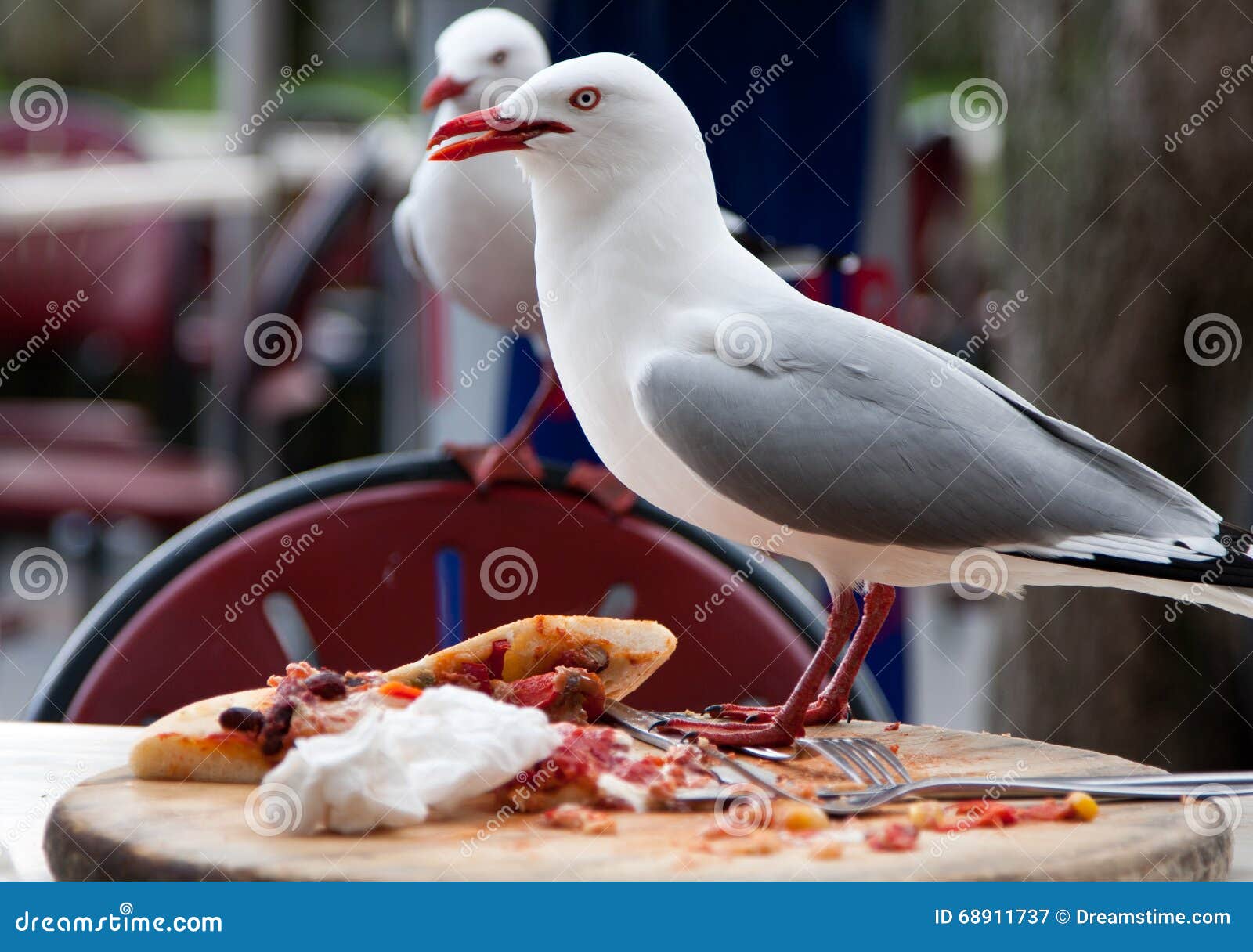 Seagull Stealing Food Photos - Free & Royalty-Free Stock Photos from ...