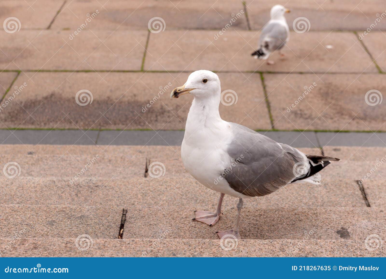 Seagull on the steps stock image. Image of feather, view - 218267635