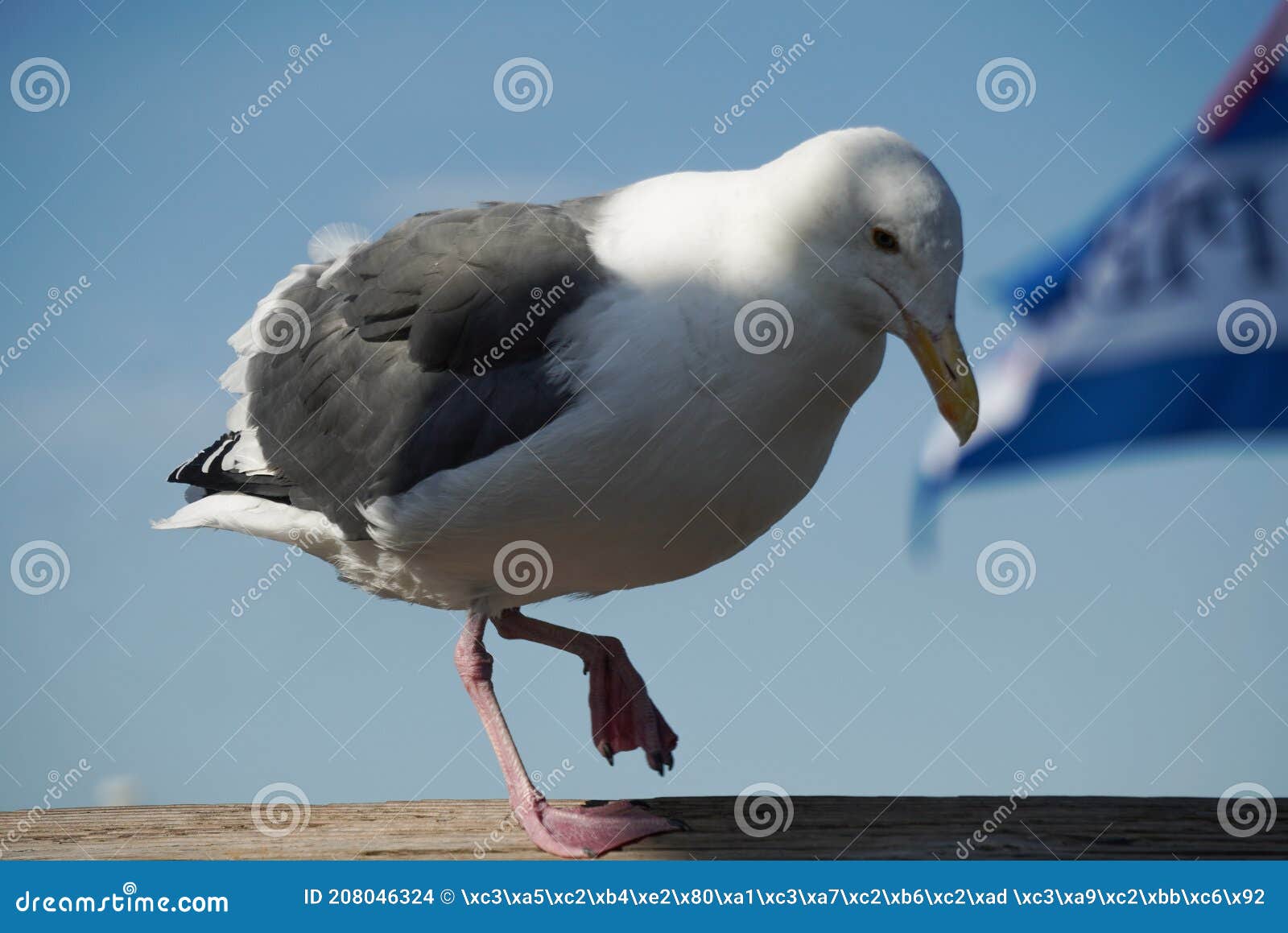 A Seagull Steps on the Wood Stock Photo - Image of seagull, steps ...