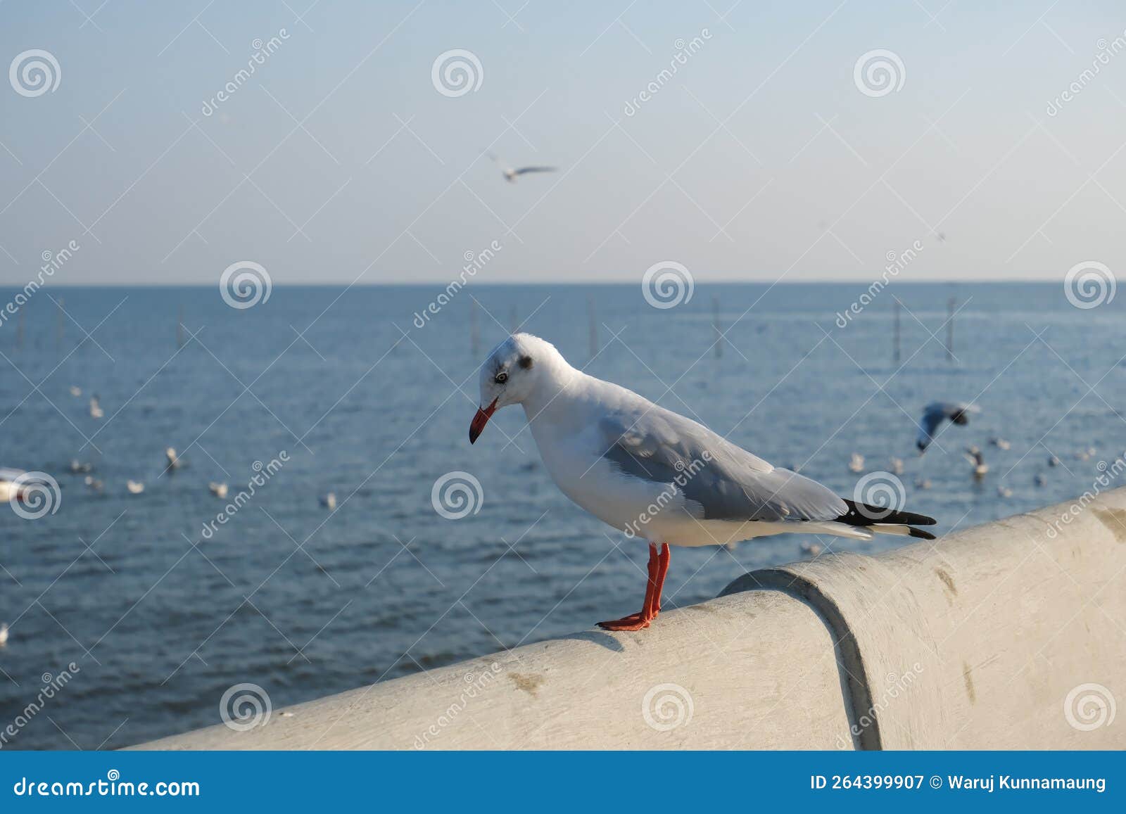 The Seagull Stood with His Head Bowed. Stock Image - Image of stood ...