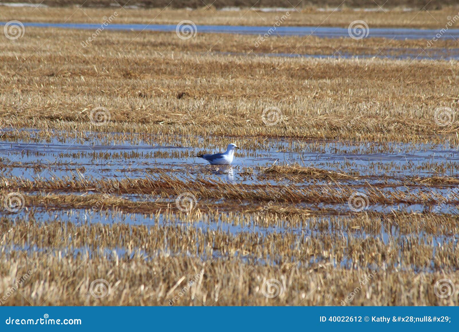 Seagull on a straw field stock photo. Image of contrast - 40022612