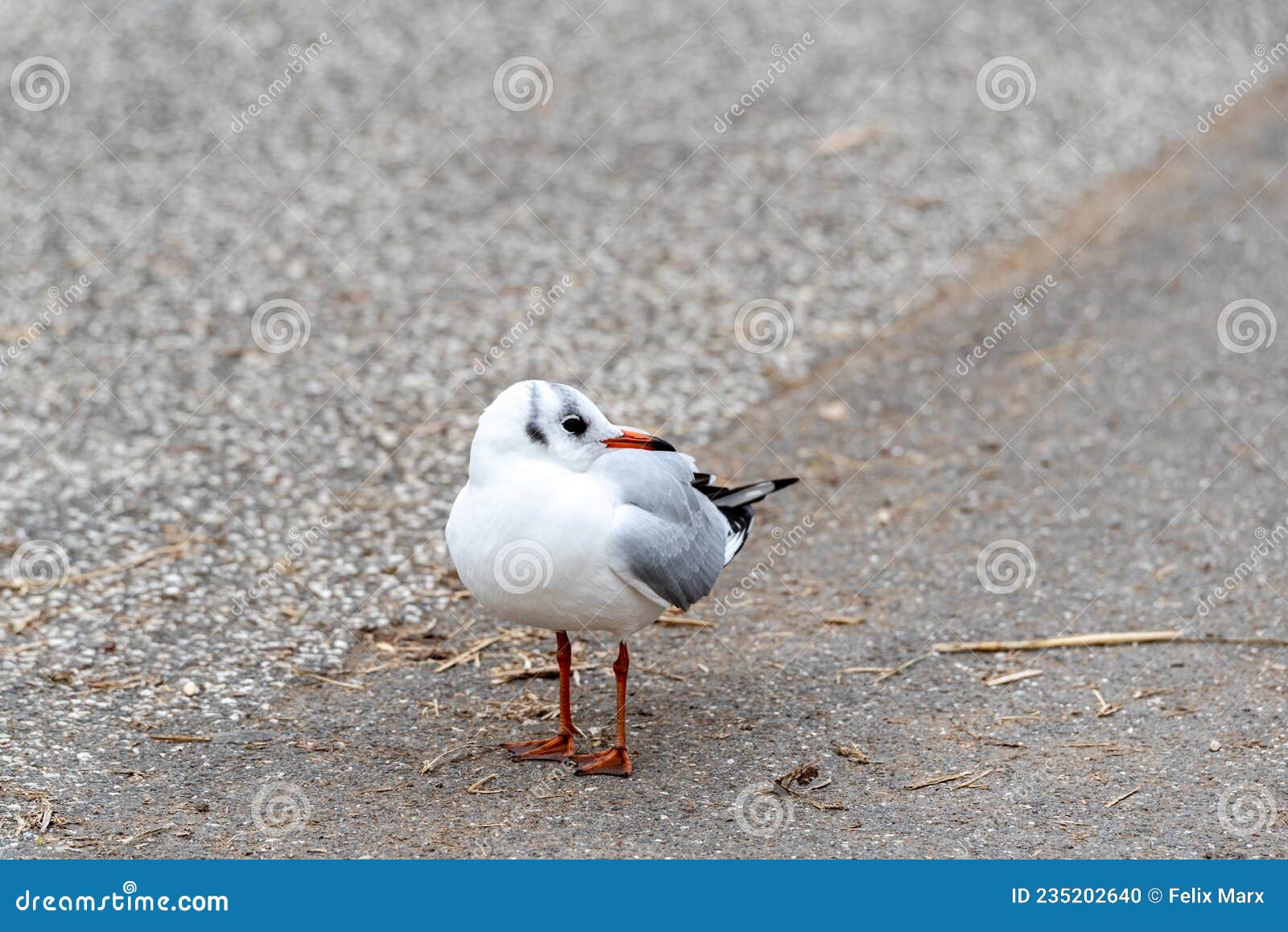 Seagull on the street stock photo. Image of waterbird - 235202640