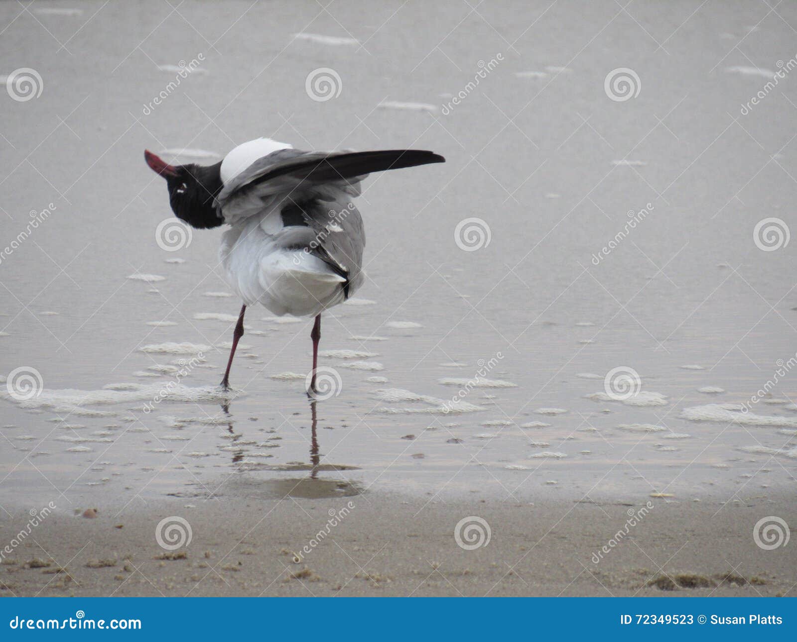 Seagull stretching stock image. Image of gull, heads - 72349523