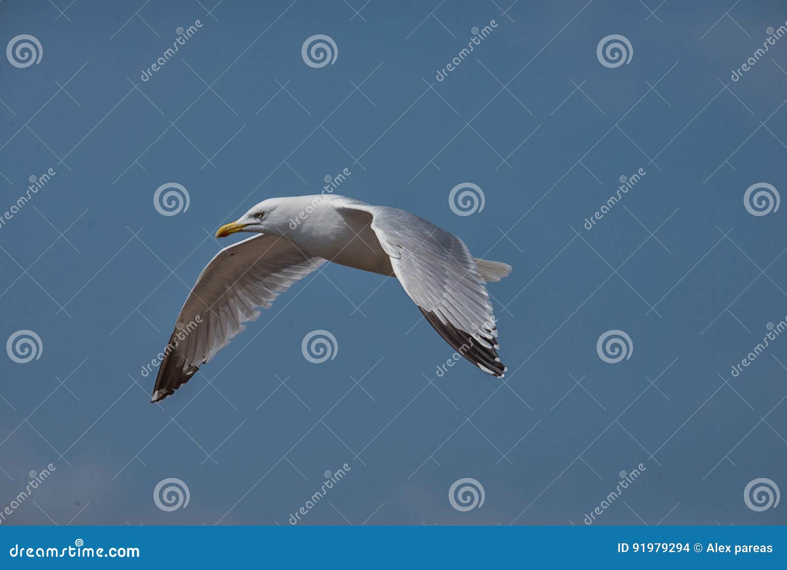 Seagull Struggling with the Wind Stock Photo - Image of beauty, feather ...