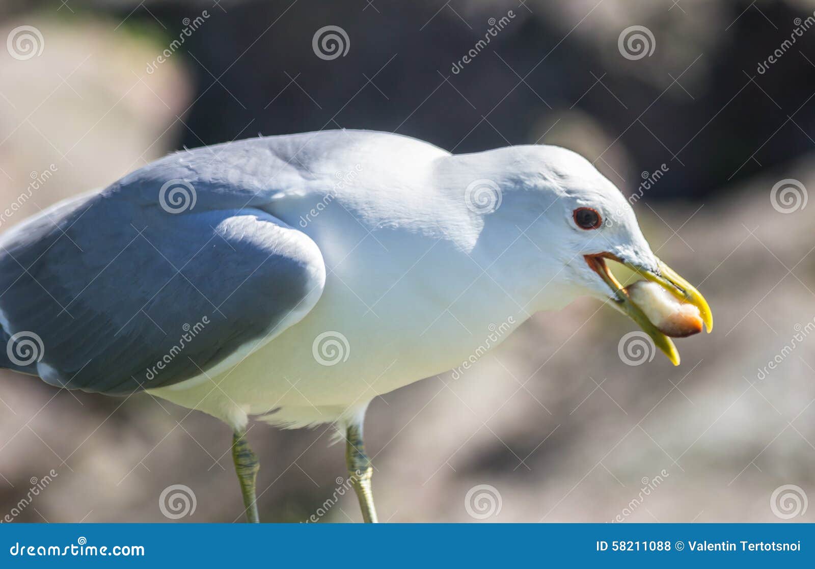 Seagull stock photo. Image of mariner, majestic, beak - 58211088