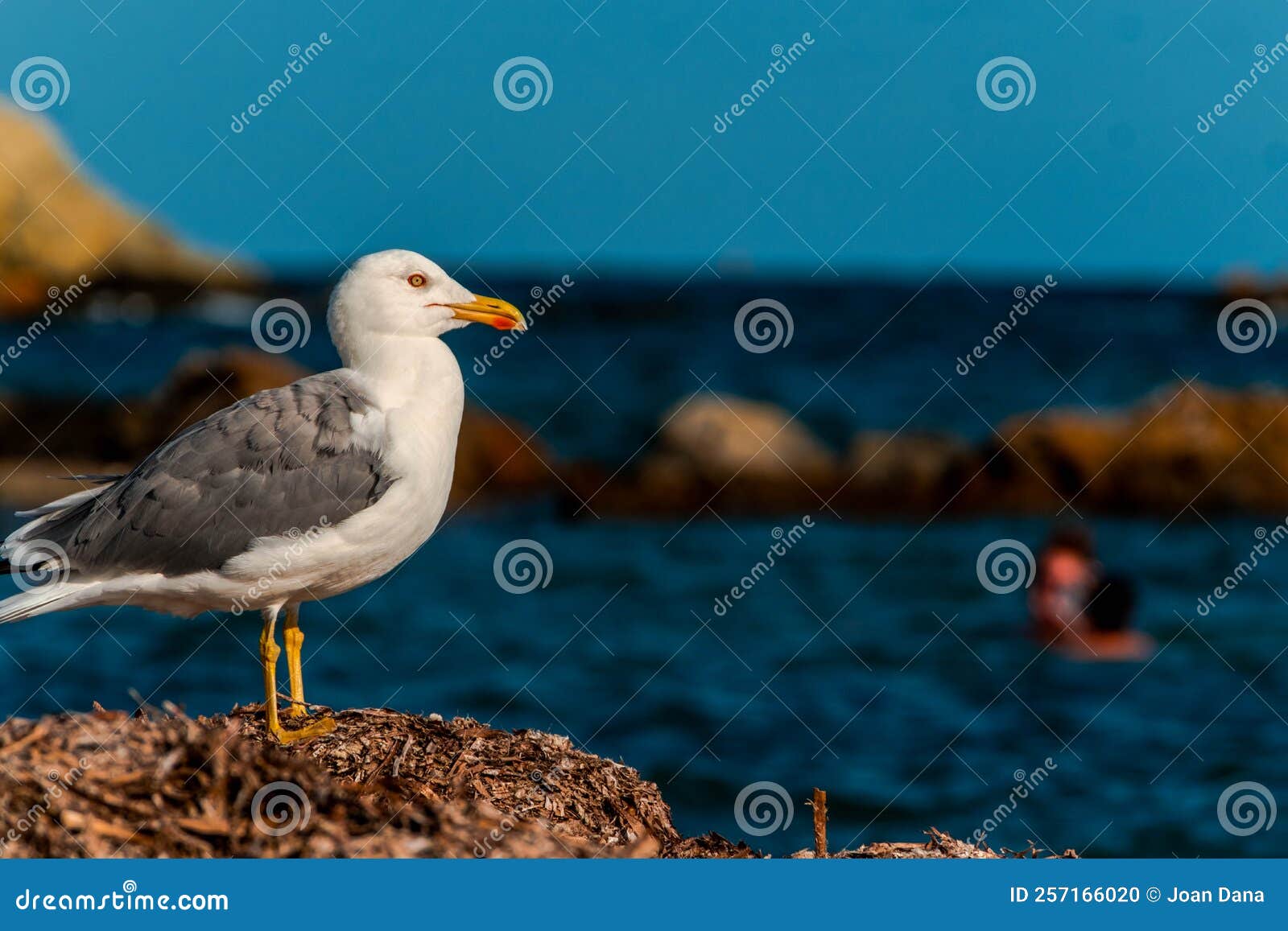A Seagull Sunbathes on a Beach on the Island of Tabarca in the Spanish ...
