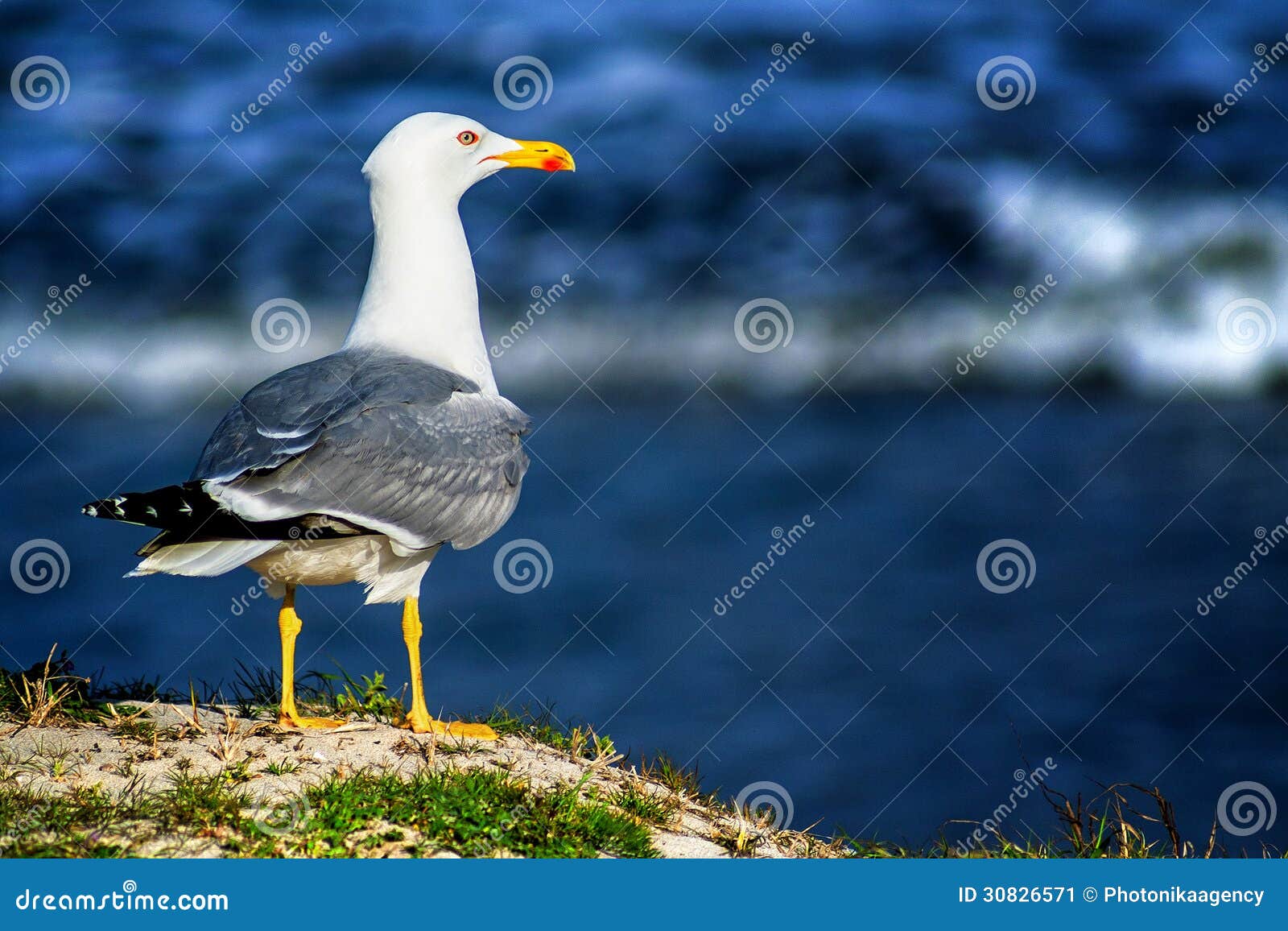 Seagull in Sunlight on the Shore Near the Sea Stock Image - Image of ...