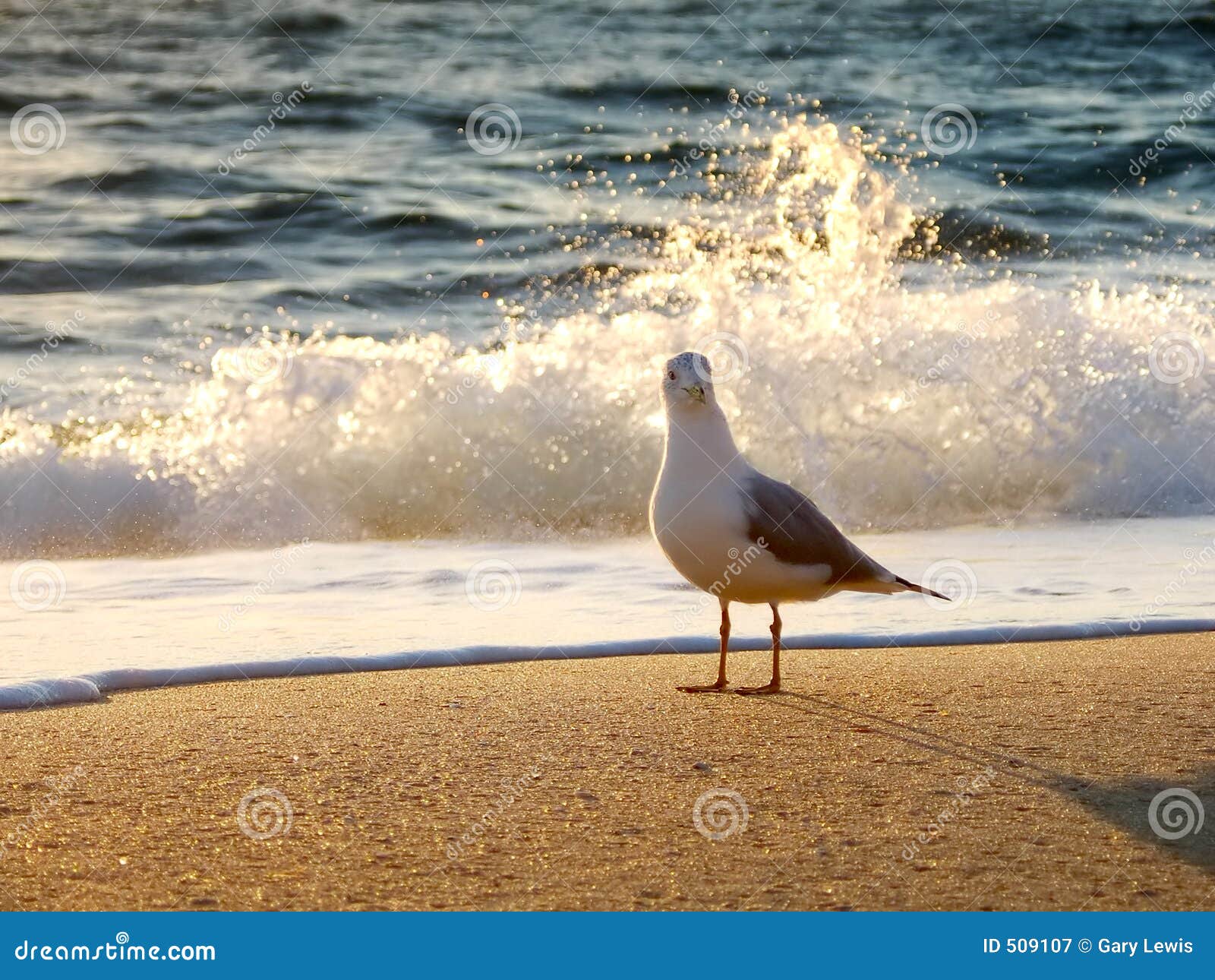 Seagull at Sunrise stock image. Image of carlton, oceans - 509107