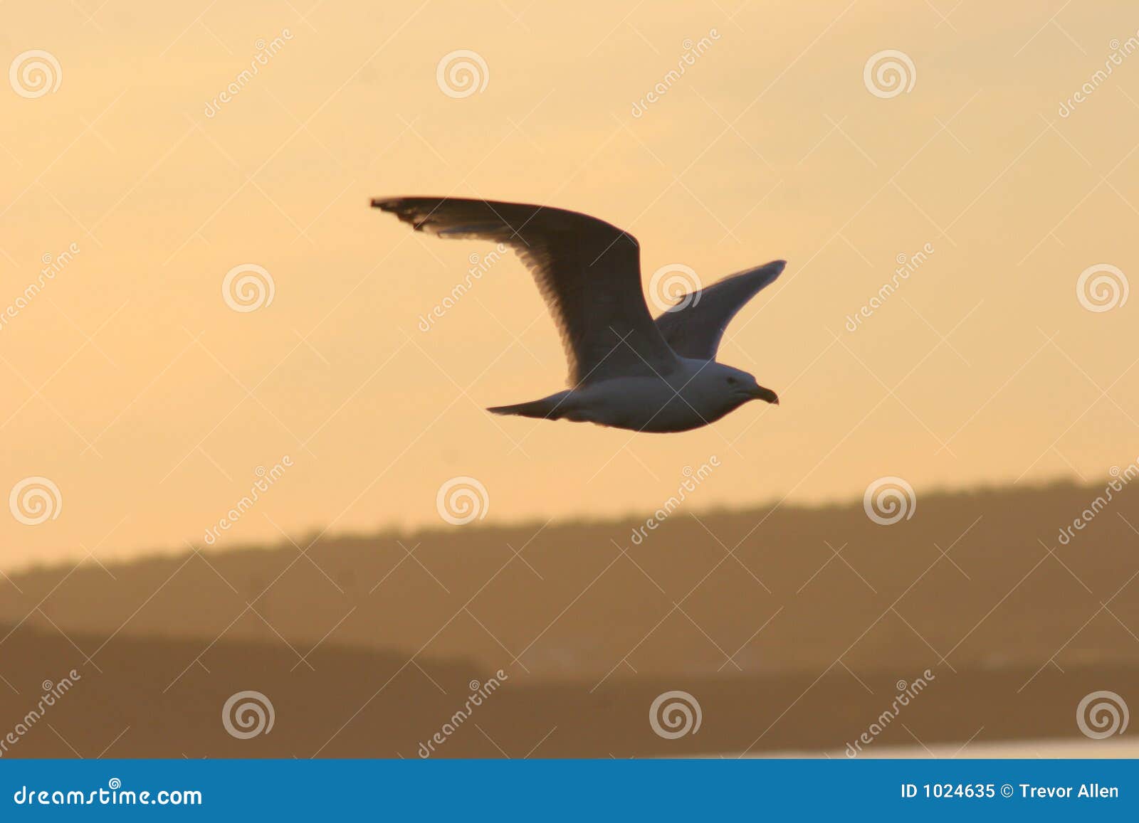 Seagull in Sunset stock image. Image of landscape, beautiful - 1024635