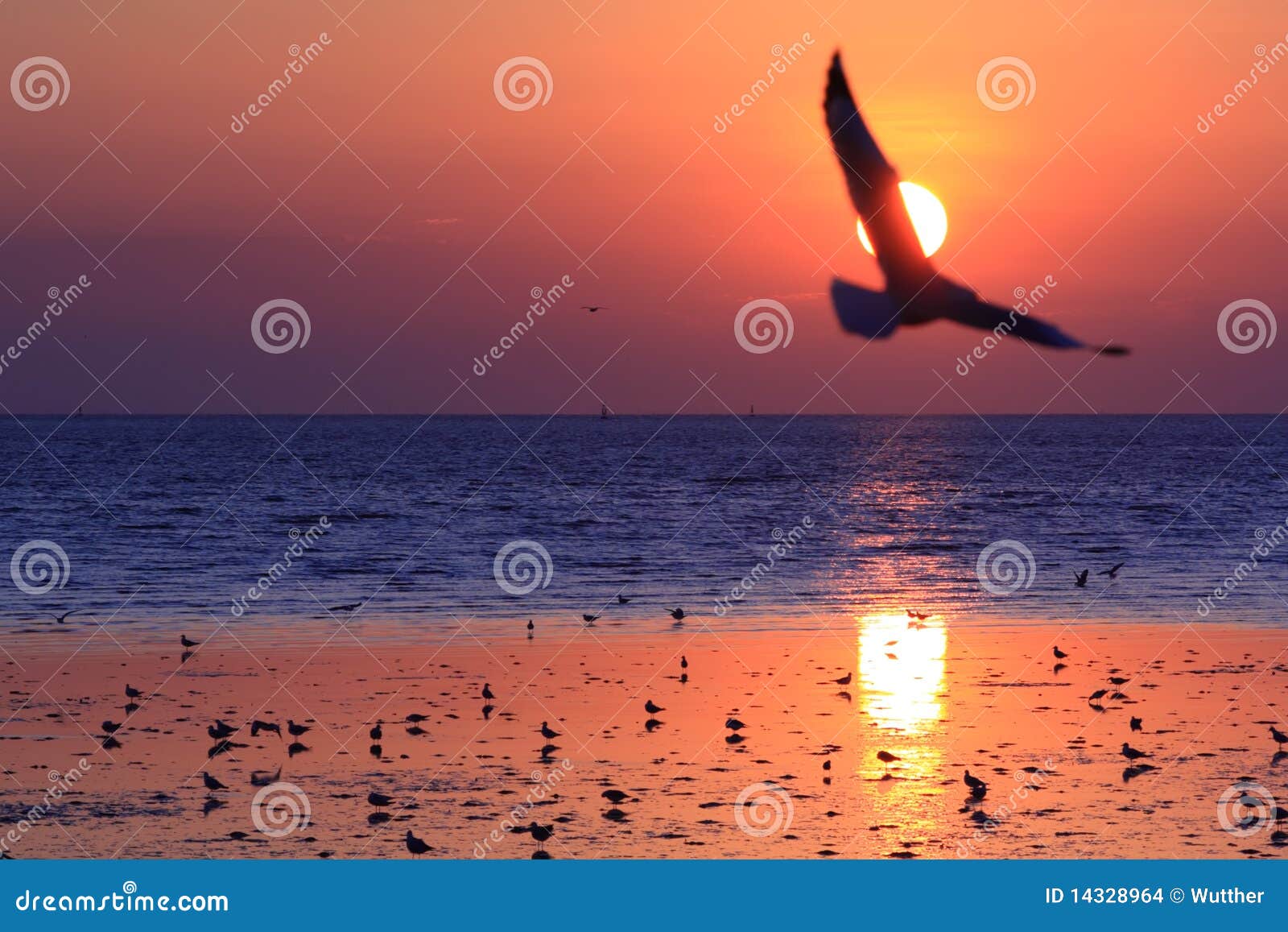 Seagull in the sunset stock photo. Image of beautiful - 14328964
