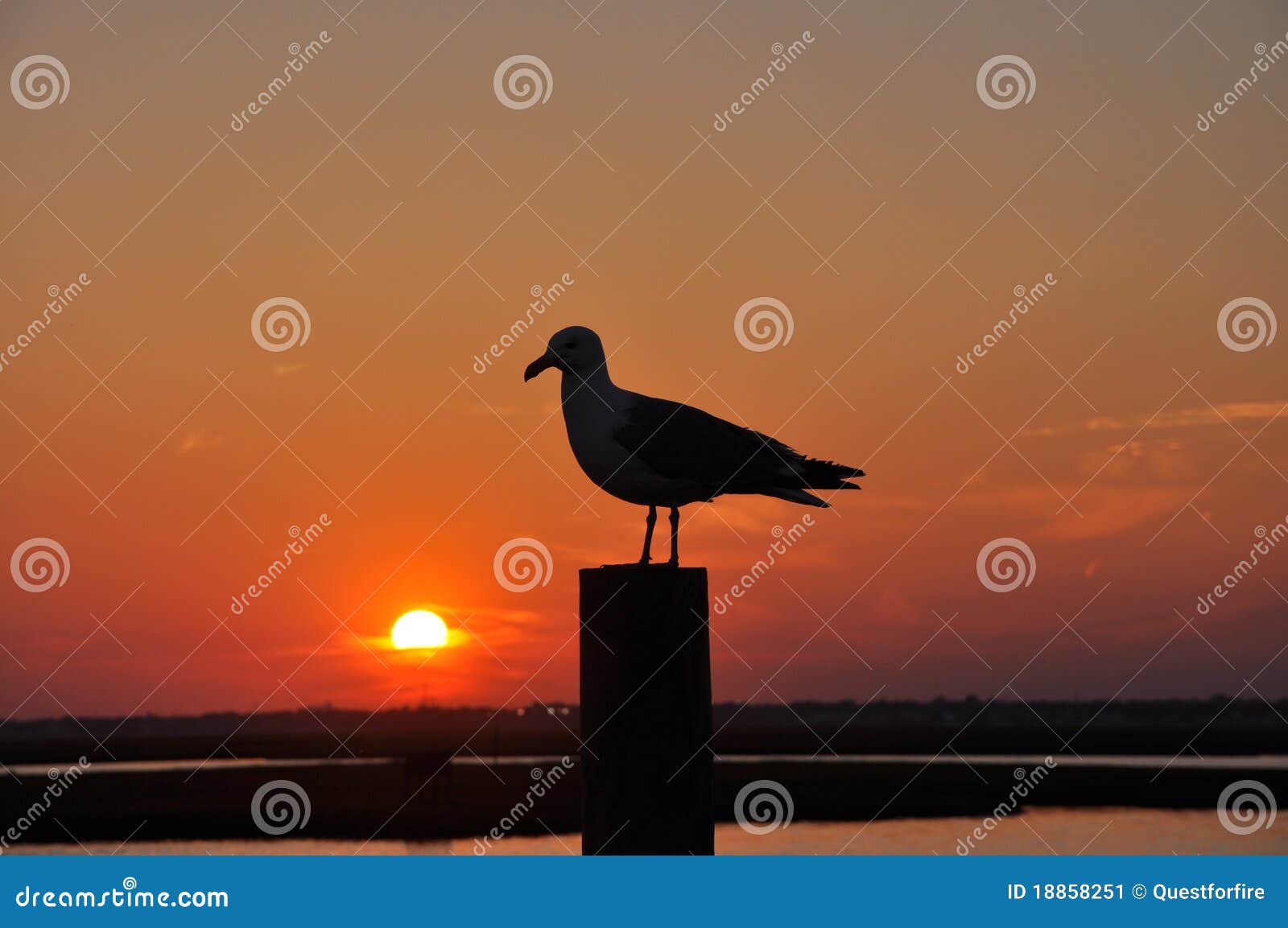 Seagull sunset stock image. Image of flying, sunny, ocean - 18858251