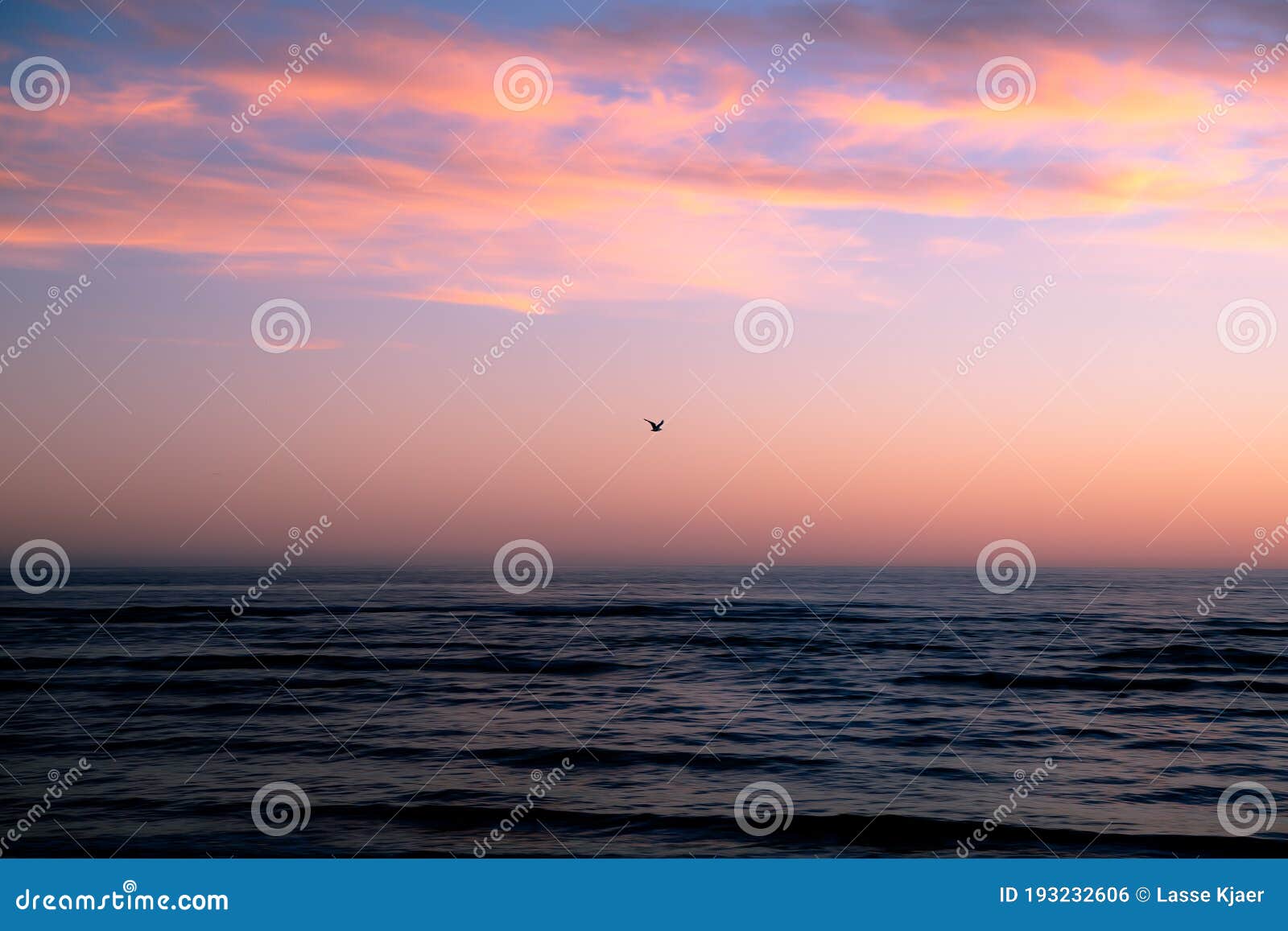 Seagull in sunset stock photo. Image of sunset, player - 193232606