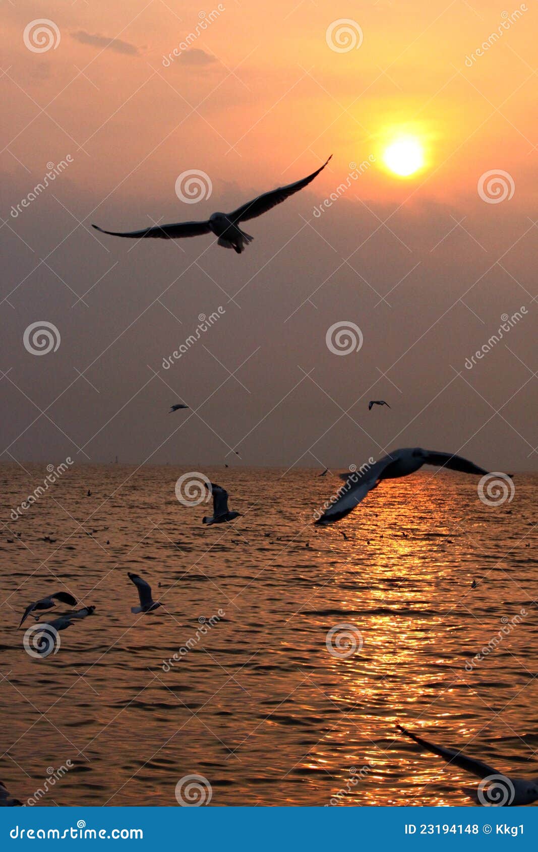Seagull in sunset stock photo. Image of marine, colorful - 23194148