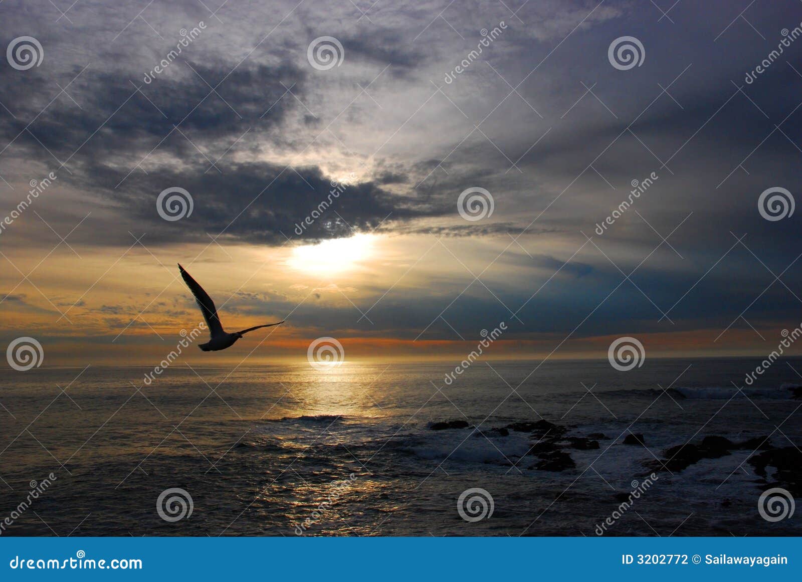 Seagull at Sunset stock photo. Image of beak, ocean, coastline - 3202772