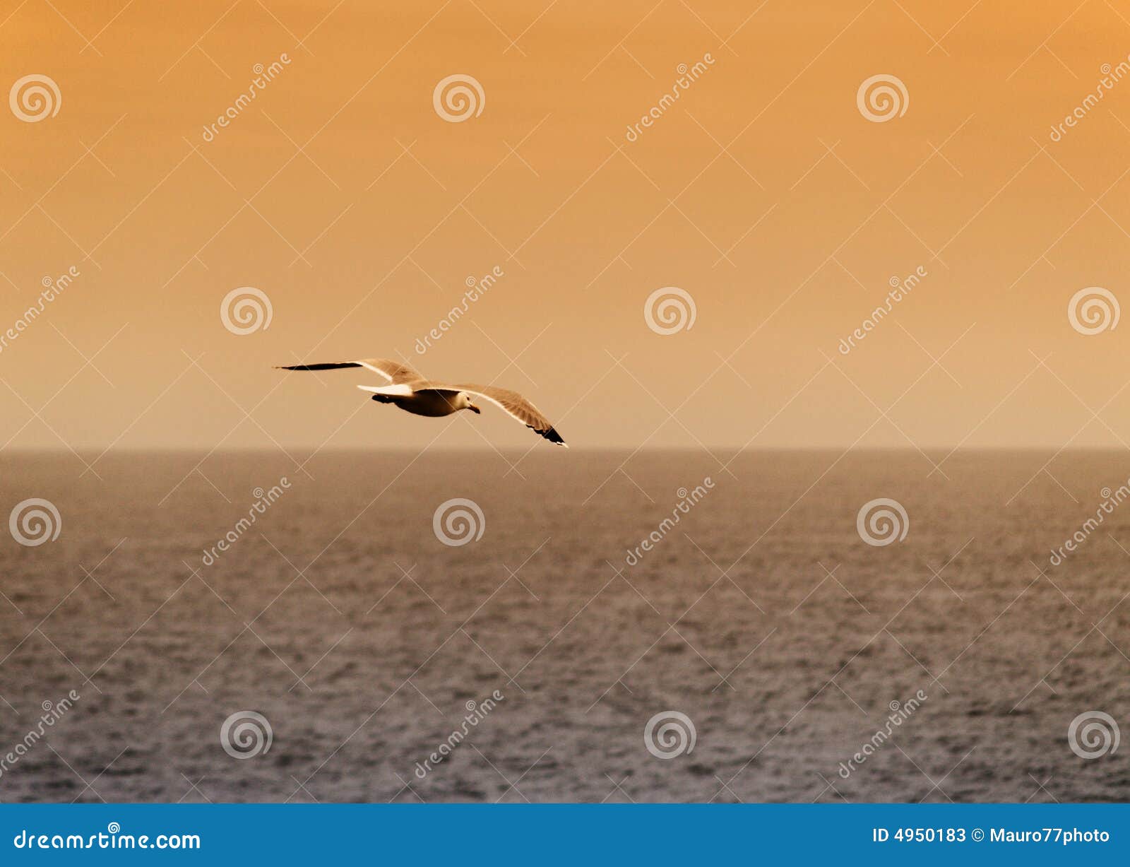 Seagull at sunset stock image. Image of aquatic, ocean - 4950183