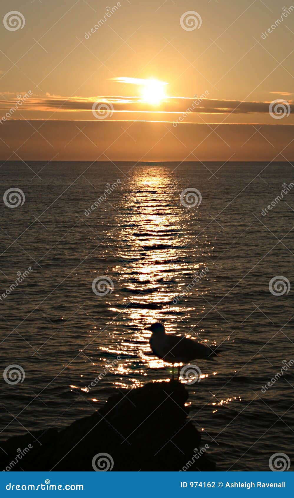 Seagull and Sunset stock photo. Image of seagull, newquay - 974162
