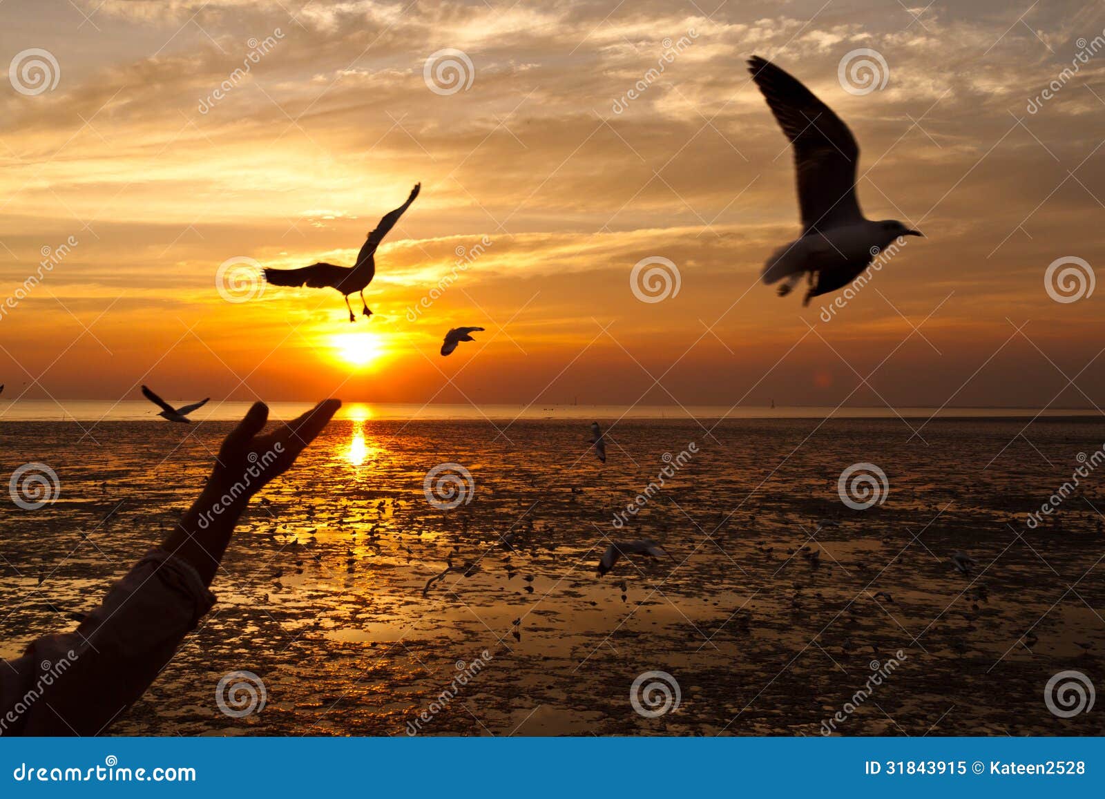 Seagull with sunset stock image. Image of white, beautiful - 31843915