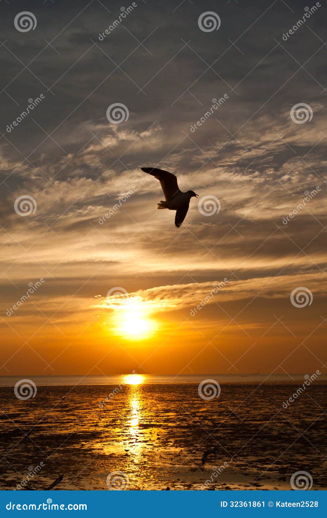 Seagull with sunset stock image. Image of animal, motion - 32361861