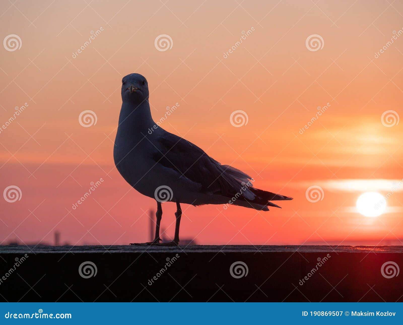 Seagull with Sunset on Background Stock Image - Image of evening ...